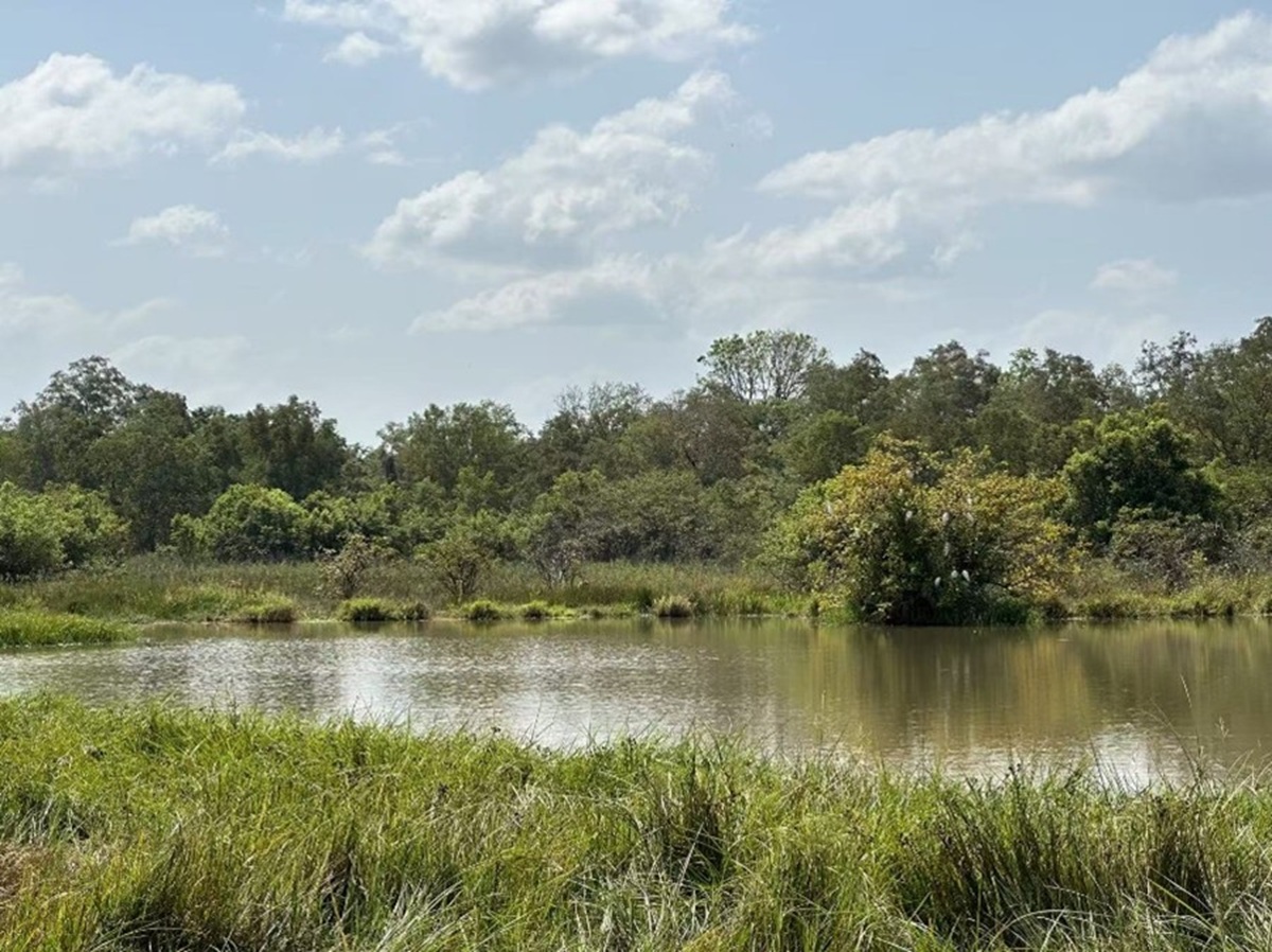 Testing Eco-Evolutionary Theory: How Tropical Forest Traits Vary With ...