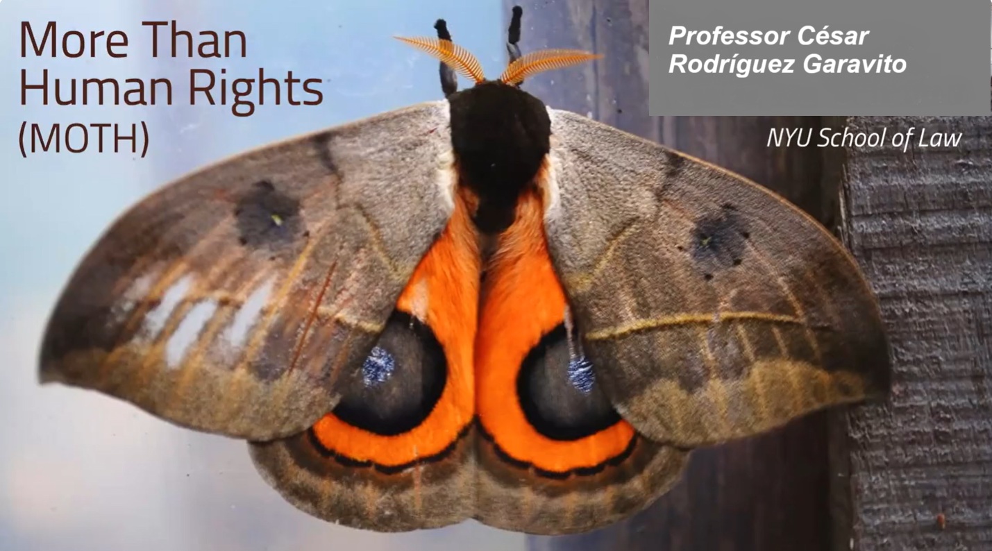 More-Than-Human Rights. - Leverhulme Centre for Nature Recovery